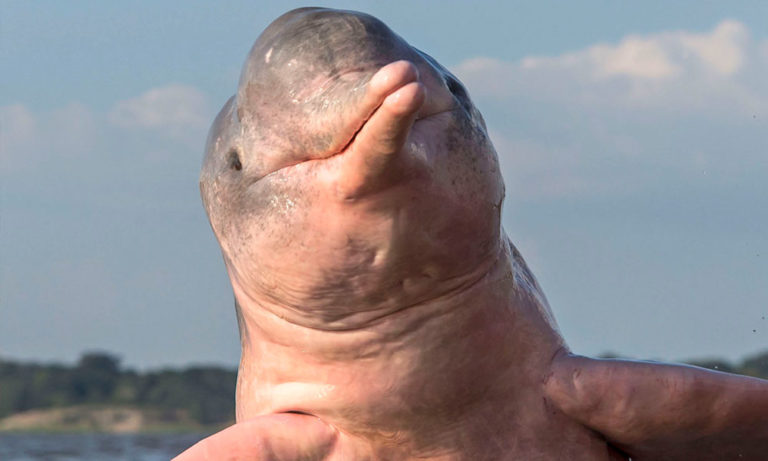 The one-of-a-kind Peru pink river dolphins - Ancient Summit | Unique ...