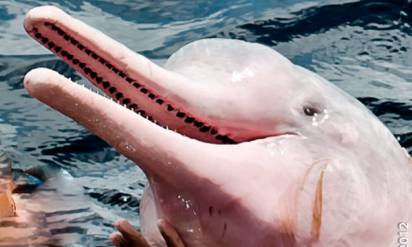 The one-of-a-kind Peru pink river dolphins - Ancient Summit | Unique ...